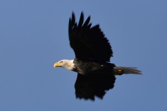 Seward to Anchorage Cruise Transfer and Private Tour - What the Reviews Say