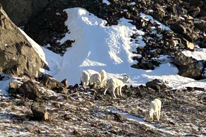 Seward to Anchorage Full Day Transit Tour with Port Pickup - Travel Logistics and Value