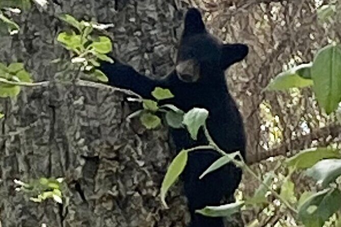 Seward to Anchorage Full Day Transit Tour with Port Pickup - Frequently Asked Questions