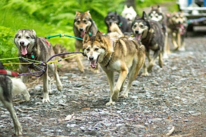 Seward: Turning Heads Kennel Tour & Dog Sled Ride - An In-Depth Look at the Kennel Tour & Dog Sled Ride