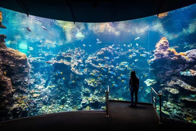 SF: CA Academy of Sciences & Hop-on Hop-off Tour (Save 15%) - The Quality of the Experience