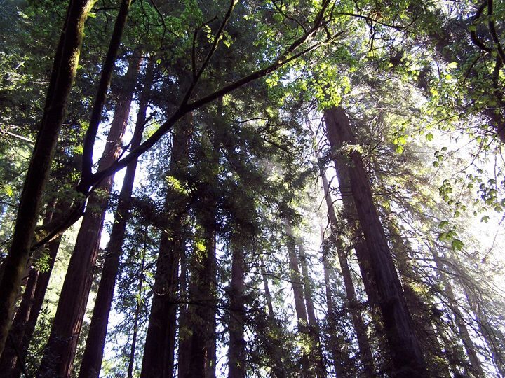 SF: Guided Muir Woods Tour & Hop-On Hop-Off Tour (Save 15%) - The Sum Up