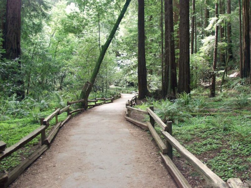 SF: Guided Muir Woods Tour & Hop-On Hop-Off Tour (Save 15%) - Who Will Love This Tour?