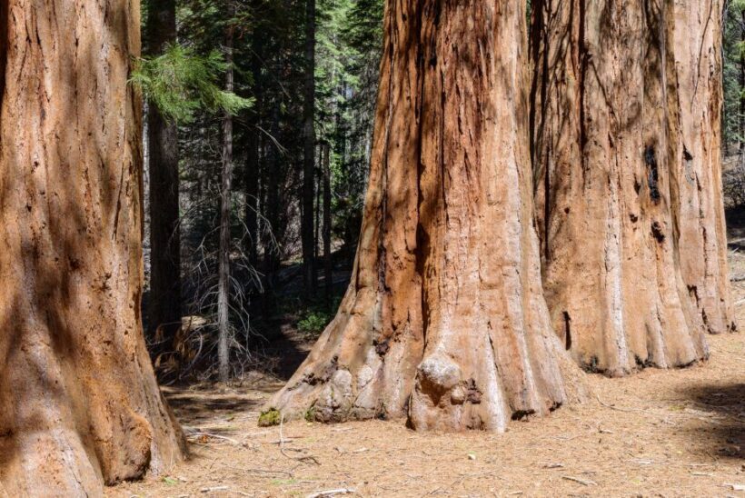 SF: Muir Woods, Sausalito, Golden Gate Bridge Private Tour - A Closer Look at the Tour Itinerary