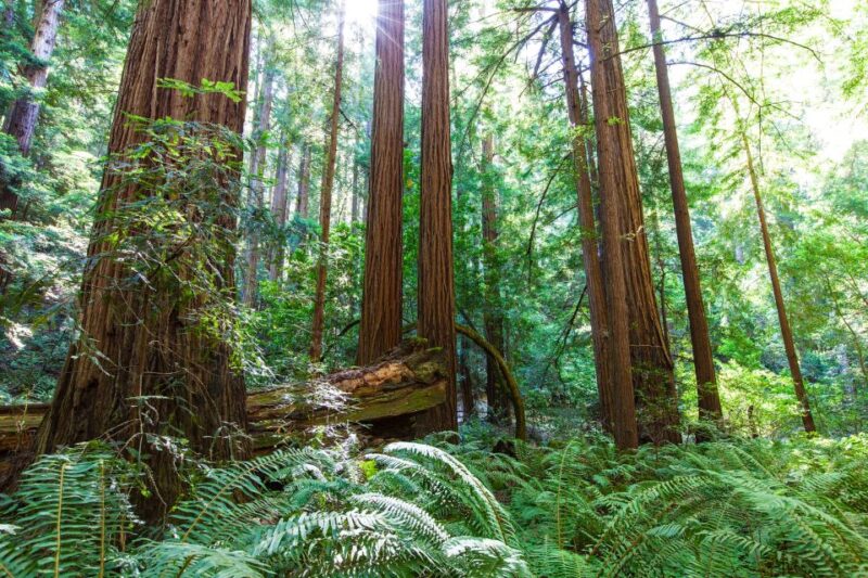SF: Muir Woods, Sausalito, Golden Gate Bridge Private Tour - Who Will Love This Tour?