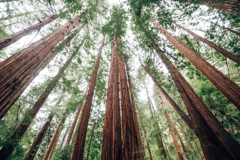 SF: Muir Woods, Sausalito, Golden Gate Bridge Private Tour - Practical Tips for Travelers