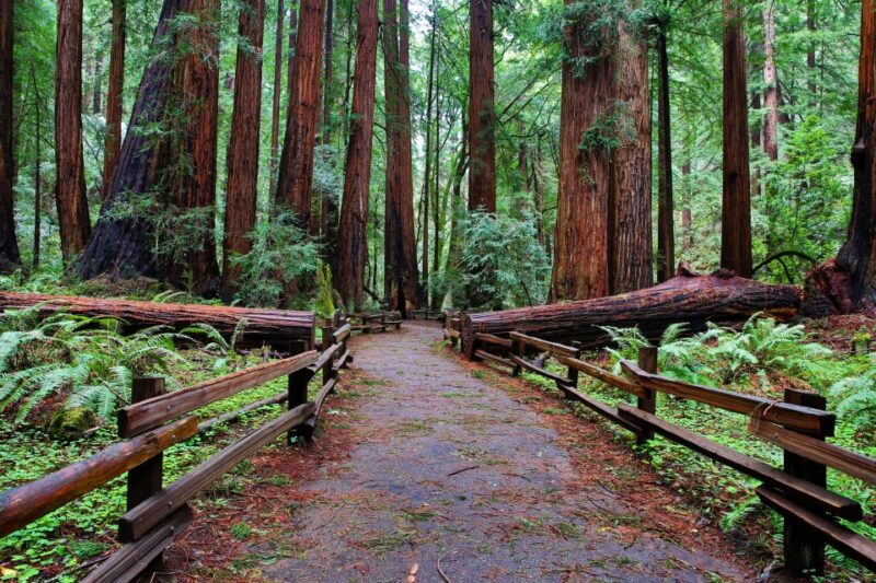 SF: Muir Woods, Sausalito, Golden Gate Bridge Private Tour - Frequently Asked Questions