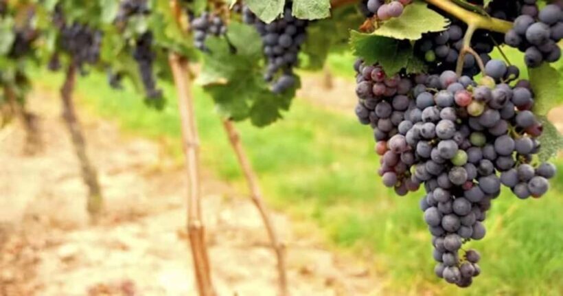 SF: Napa & Sonoma Wine Tour & Hop-on Hop-off Tour (Save 15%) - Introduction