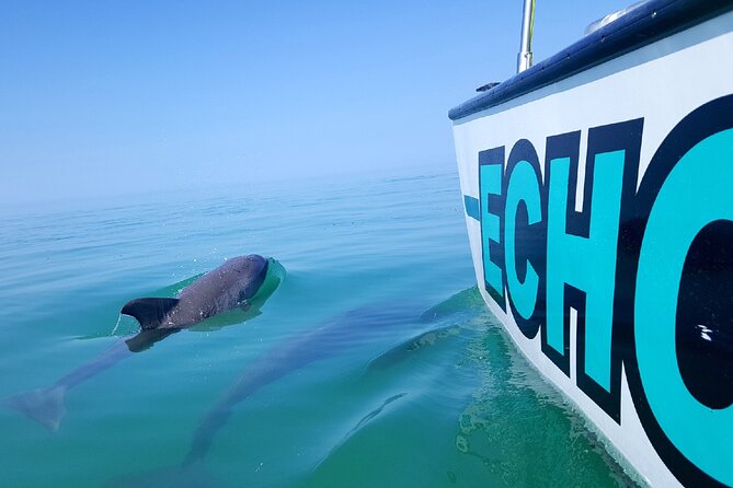 Shallow Water Snorkeling and Dolphin Watching in Key West - What to Expect: A Detailed Look at the Itinerary