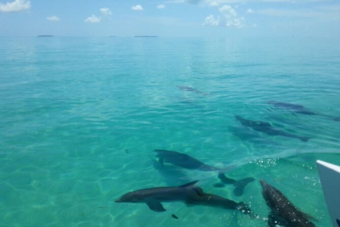 Shallow Water Snorkeling and Dolphin Watching in Key West - How the Tour Compares to Similar Experiences