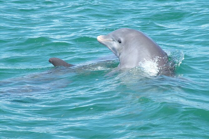 Shallow Water Snorkeling and Dolphin Watching in Key West - Who Will Love This Tour