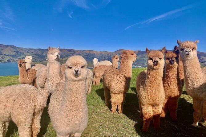 Shamarra Alpaca Farm Tours - What Makes Shamarra Alpaca Farm Tours Special