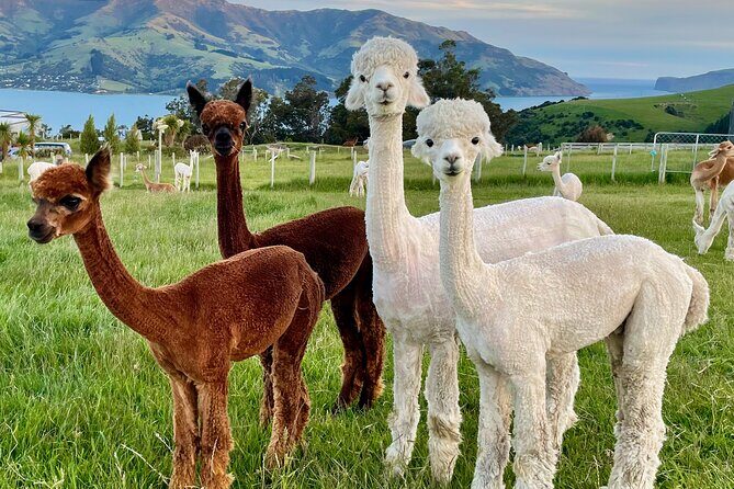 Shamarra Alpaca Farm Tours - Final Word