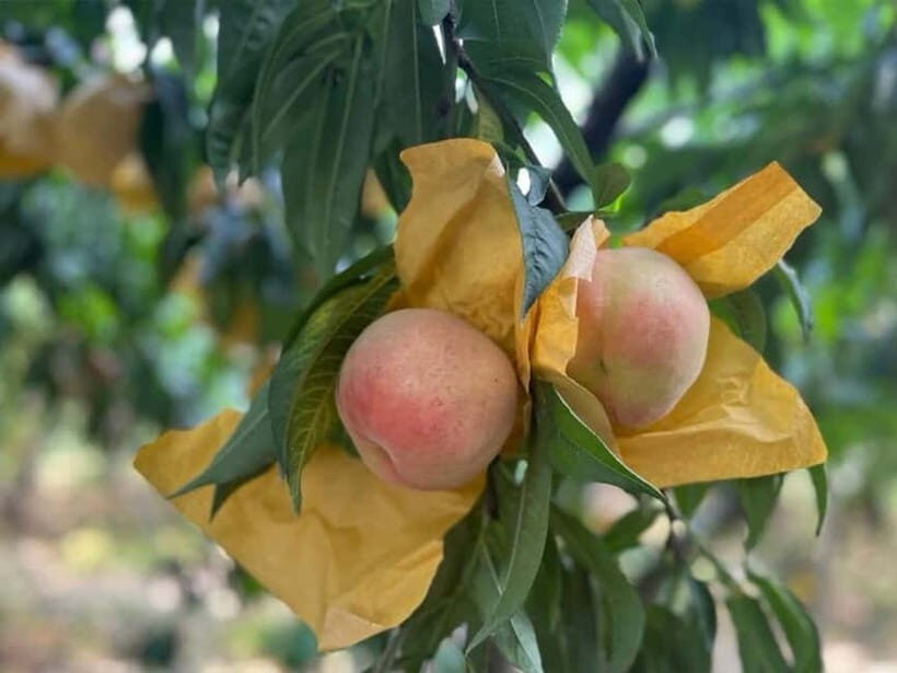 Shanghai: Delicate Seasonal Fruits and Picking Experience - What Reviewers Say