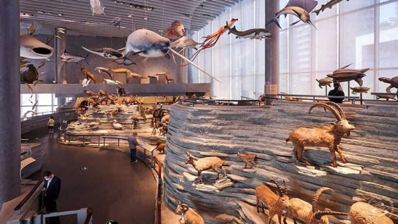 Shanghai: Natural History Museum Admission entry ticket - An Overview of the Shanghai Natural History Museum Experience