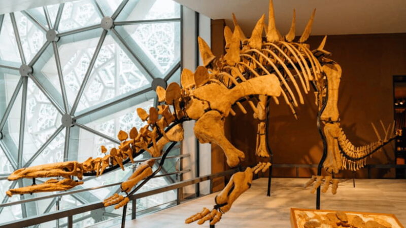Shanghai: Natural History Museum Admission entry ticket - Why You Should Consider This Tour