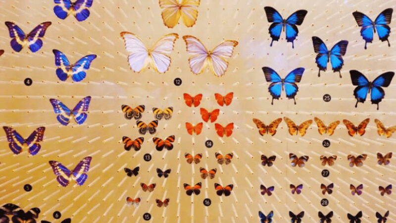 Shanghai: Natural History Museum Admission entry ticket - Final Thoughts