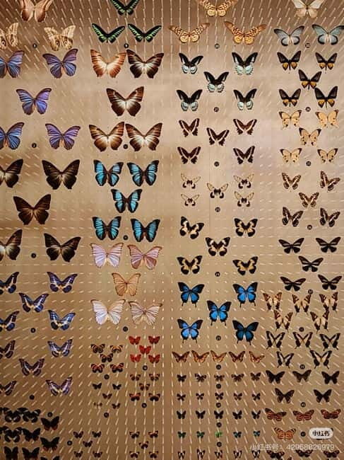 Shanghai: Natural History Museum Tickets Purchase service - Frequently Asked Questions
