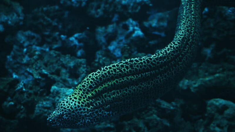 Shanghai: The Marine Wonders at Shanghai Ocean Aquarium - Key Points