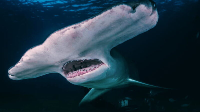 Shanghai: The Marine Wonders at Shanghai Ocean Aquarium - Who Will Enjoy This Experience?