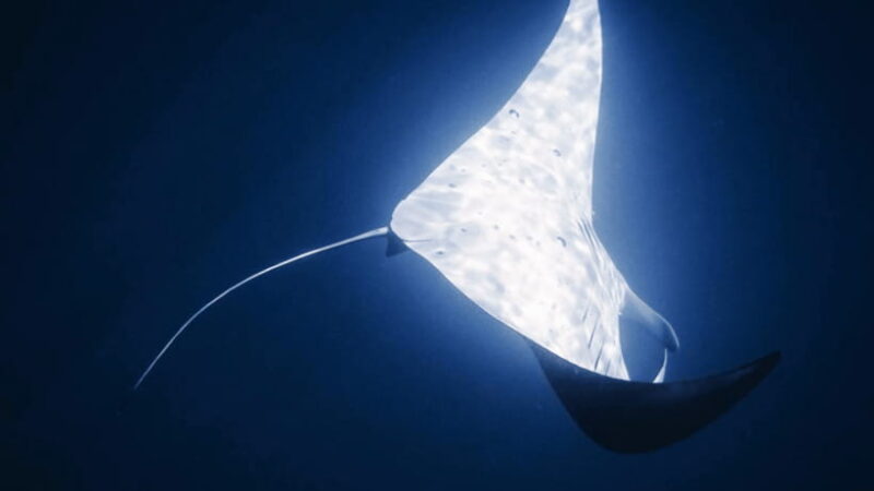 Shanghai: The Marine Wonders at Shanghai Ocean Aquarium - FAQ