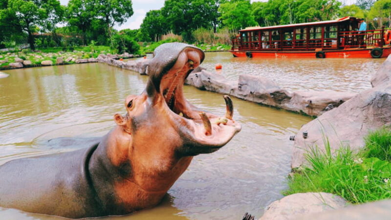 Shanghai: Wild Animal Park Ticket - Key Points