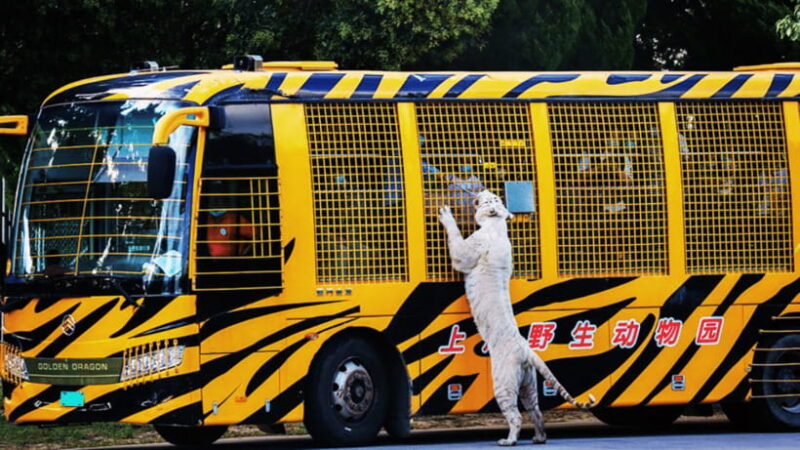 Shanghai: Wild Animal Park Ticket - How the Experience is Organized