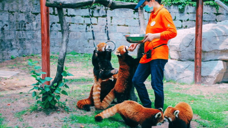 Shanghai: Wild Animal Park Ticket - The Animals and Their Significance