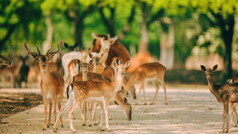 Shanghai: Wild Animal Park Ticket - Interactive Activities and Shows