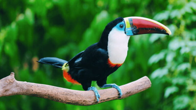 Shanghai: Wild Animal Park Ticket - Practical Details for Visitors