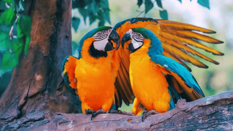 Shanghai: Wild Animal Park Ticket - What the Reviews Say