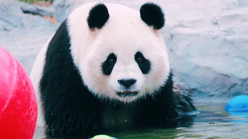 Shanghai: Wild Animal Park Ticket - Who Should Consider This Experience?