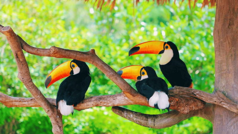 Shanghai: Wild Animal Park Ticket - Final Thoughts on Value and Authenticity