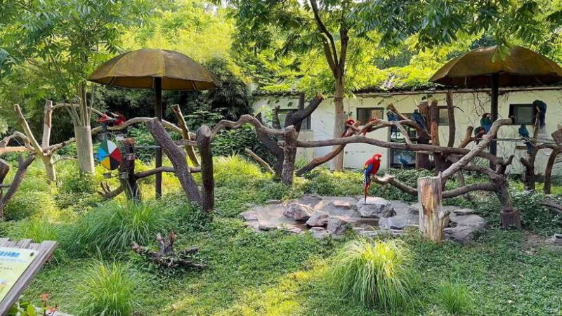 Shanghai: Zoo and Zhujiajiao Water Town Tour with Boat Ride - Introduction: A Day of Animals, Waterways, and Ancient Charm