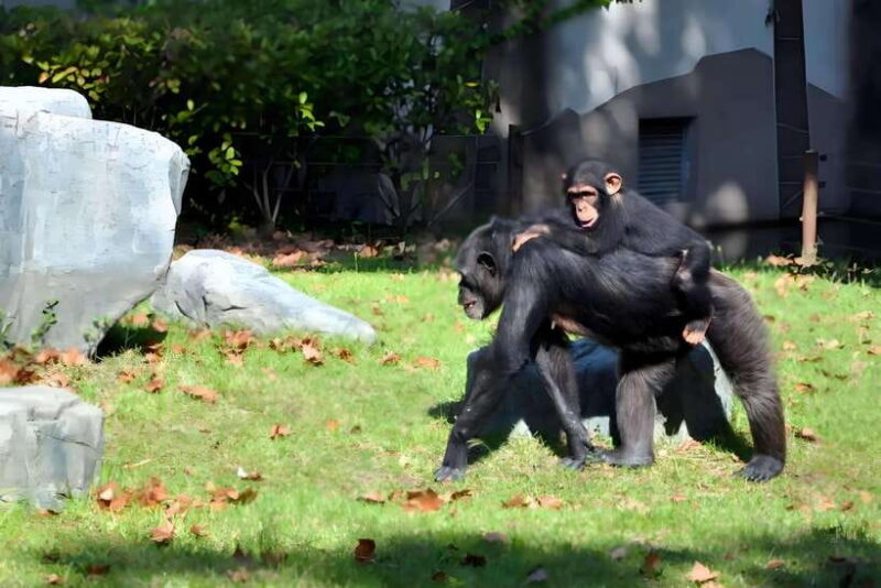 Shanghai: Zoo and Zhujiajiao Water Town Tour with Boat Ride - The Highlight: Scenic Gondola Ride Through the Old Canal