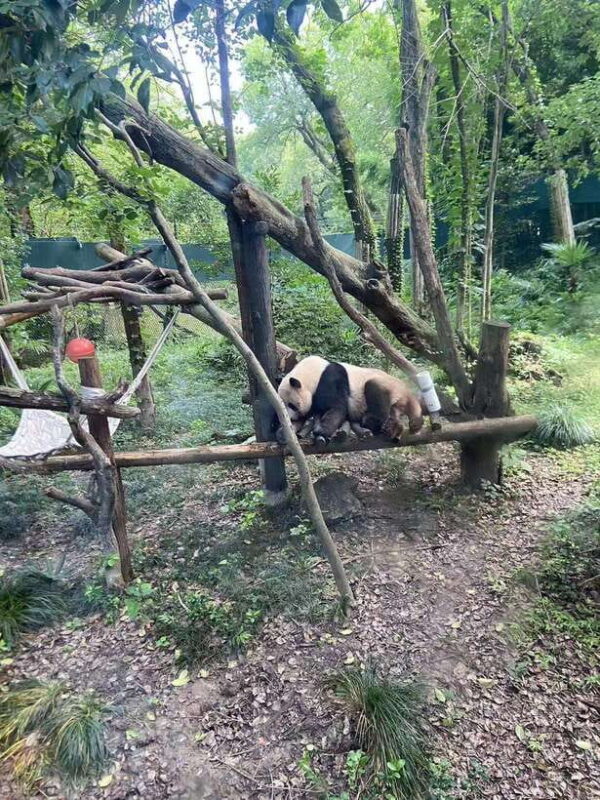 Shanghai: Zoo and Zhujiajiao Water Town Tour with Boat Ride - Comfort, Convenience, and Overall Value