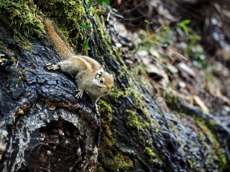 Shangri-La: Meili Snow Mountain and Yubeng Village Trek - Transportation and Physical Demands