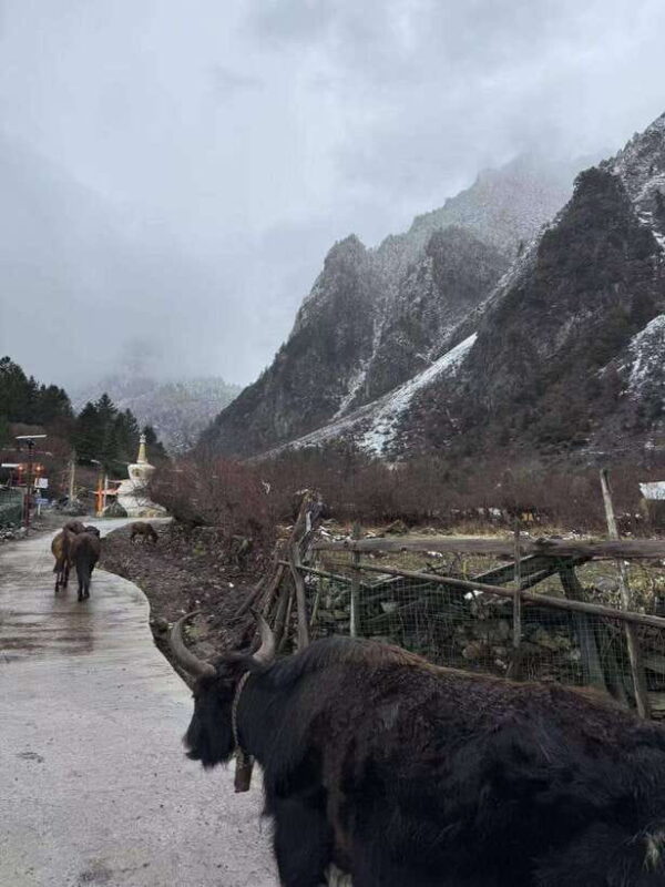 Shangri-La: Meili Snow Mountain and Yubeng Village Trek - The Guide and Local Insights