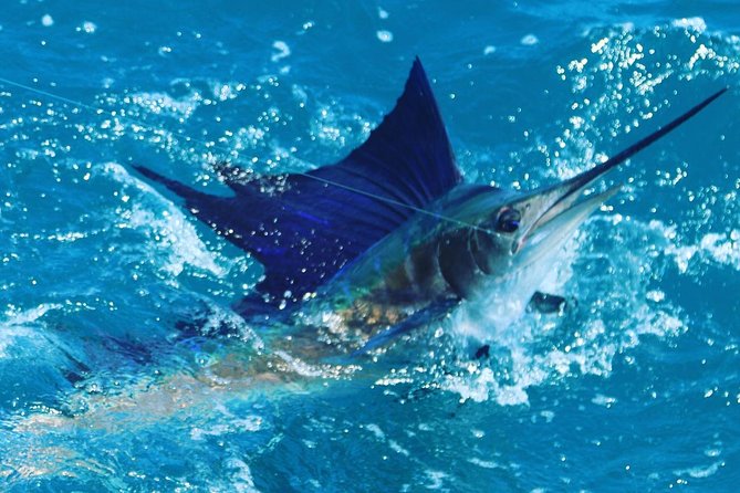 Shared BIG GAME Sportfishing Up To Six People - Embracing the Variability of Fishing Success