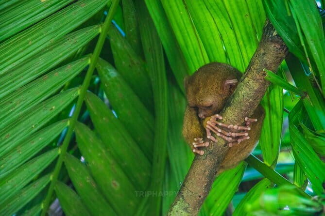 Shared Bohol Countryside Highlights Tour - Key Points