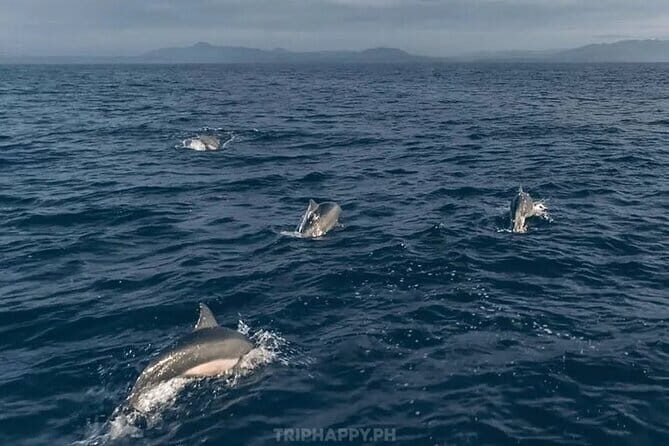 Shared Bohol Dolphin Watching and Pamilacan Island Tour - A Practical Look at the Shared Bohol Dolphin Watching and Pamilacan Island Tour