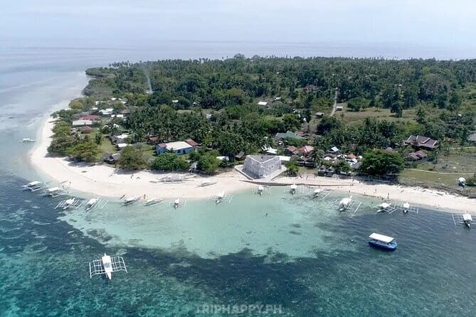 Shared Bohol Dolphin Watching and Pamilacan Island Tour - Key Points