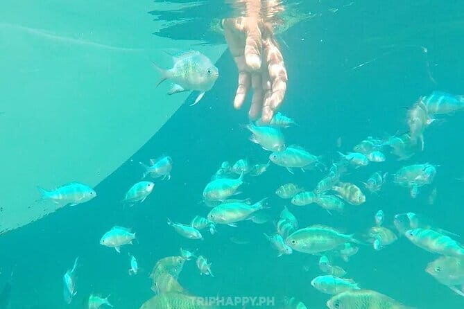Shared Bohol Dolphin Watching and Pamilacan Island Tour - The Sum Up