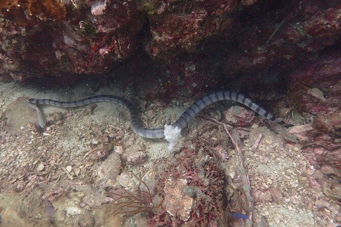 Shared Experience PADI Open Water Diver Course Gold - Who Should Consider This Course?