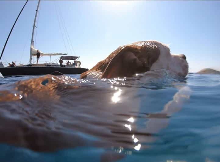 Shared Half Day Cruise in Athenian Riviera - Key Points
