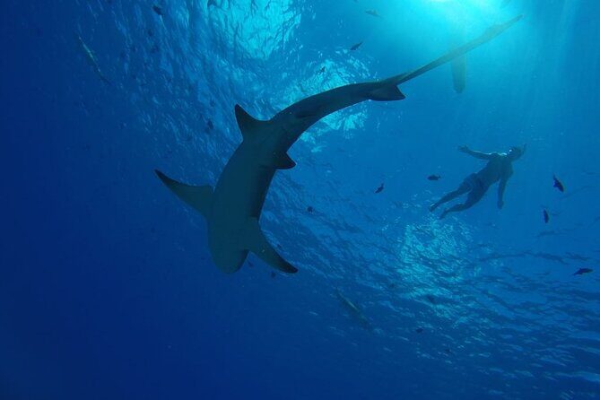 SHARED HALF DAY LAGOON TOUR - Bora Bora Cultural Lagoon Tour - An In-Depth Look at the Bora Bora Lagoon Tour