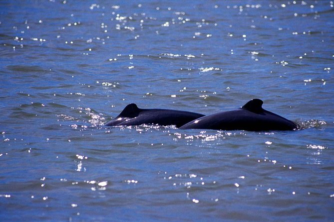Shared Mangrove & Irrawaddy Dolphin Watching Cruise - The Practical Side: Comfort, Cost, and Timing