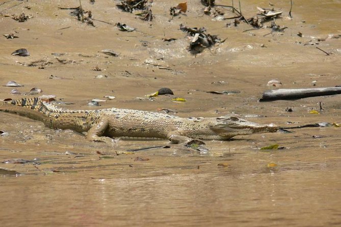 Shared Mangrove & Irrawaddy Dolphin Watching Cruise - The Sum Up