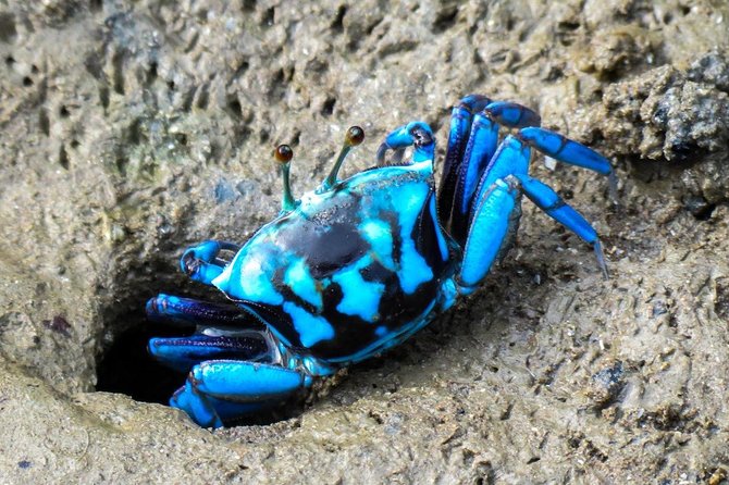 Shared Mangrove & Irrawaddy Dolphin Watching Cruise - Frequently Asked Questions