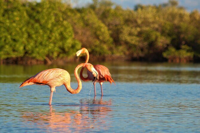 Shared mangroves kayak tour in Holbox - An In-Depth Look at the Tour